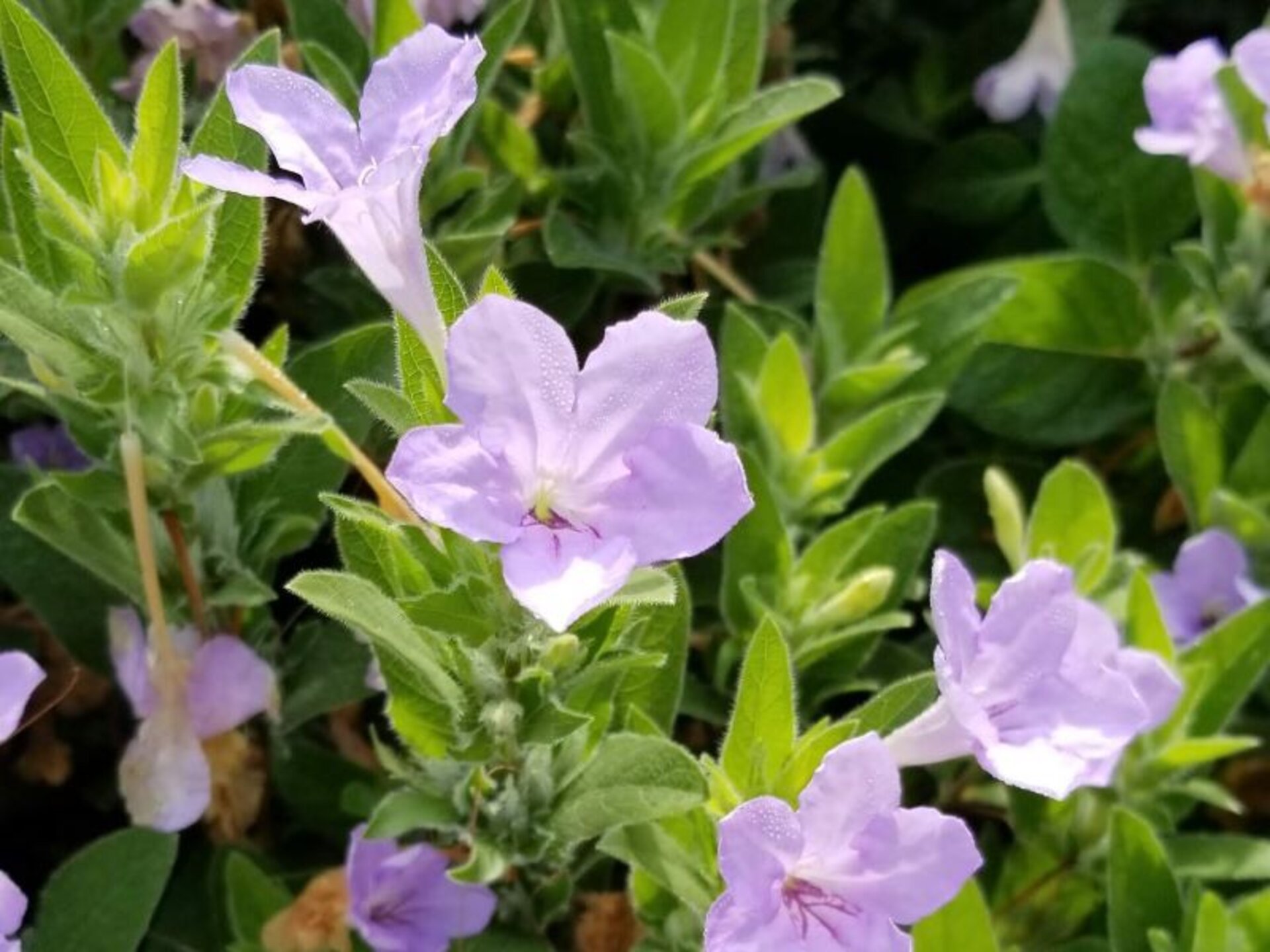 Summer Pollinator Plants | Nebraska Extension in Douglas-Sarpy Counties | Nebraska