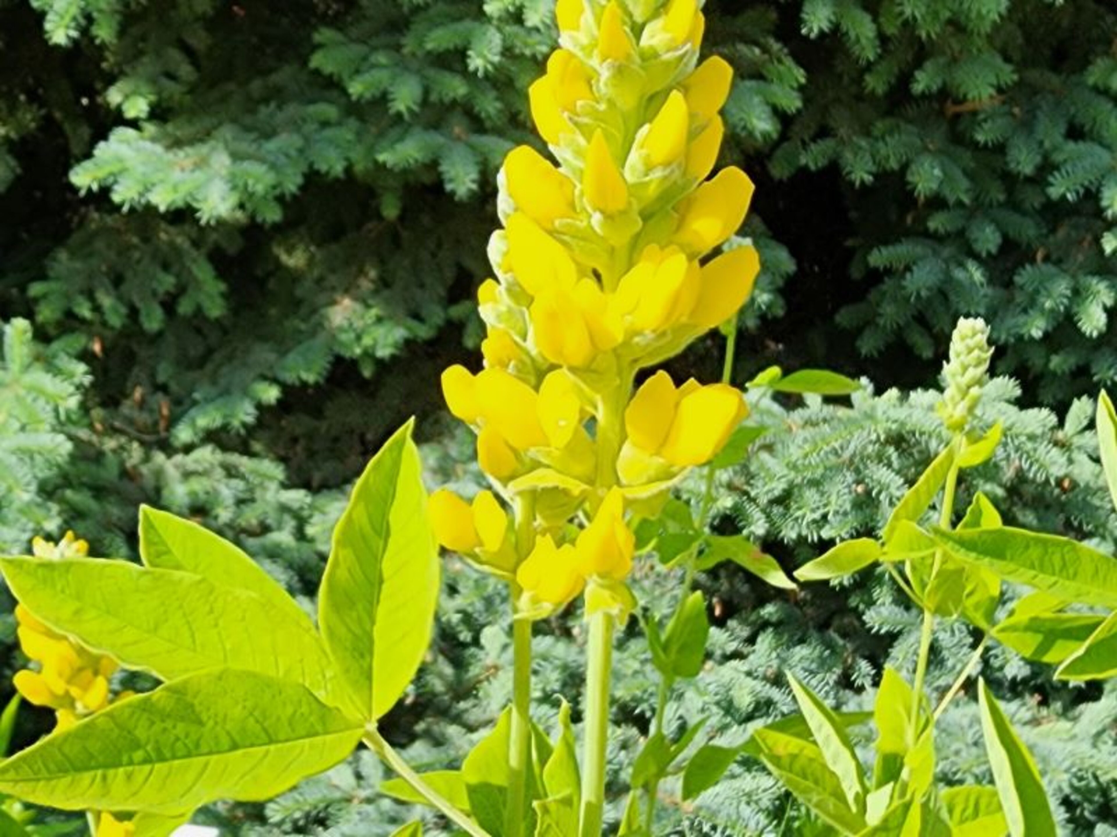 Spring Pollinator Plants | Nebraska Extension in Douglas-Sarpy Counties ...