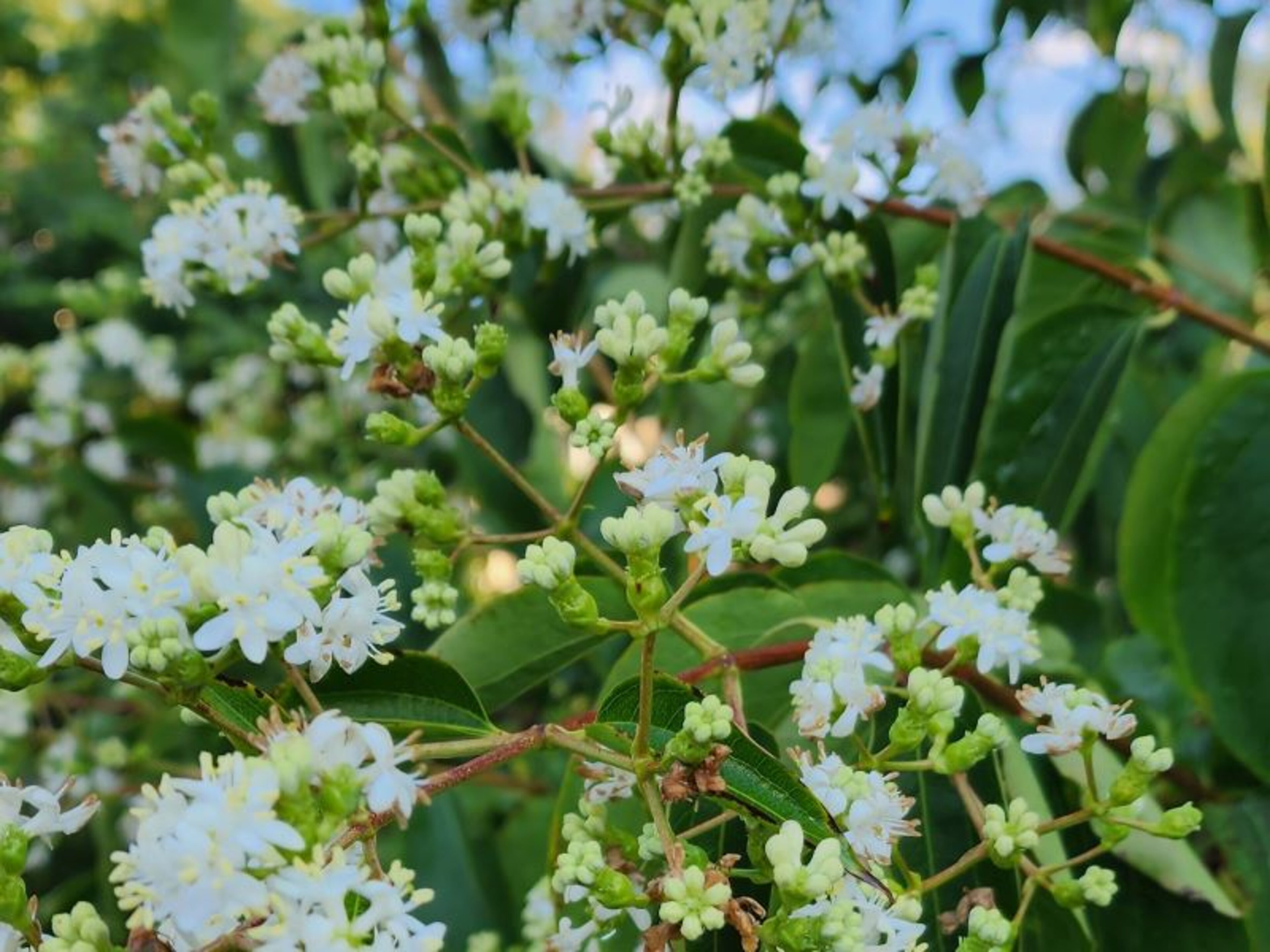 Fall Pollinator Plants | Nebraska Extension in Douglas-Sarpy Counties ...